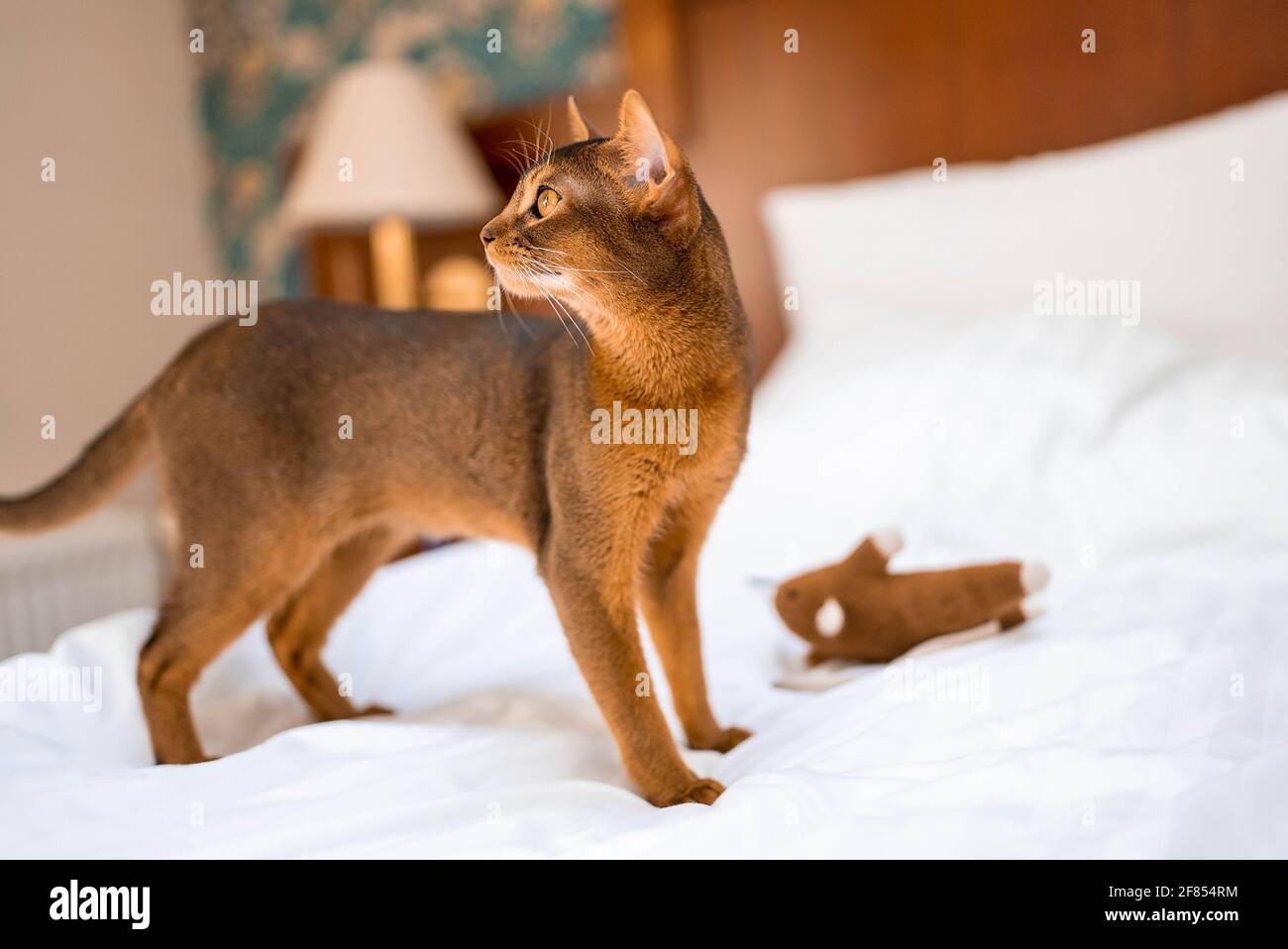 A cute Abyssinian purebred cat playing with a toy on the bed Stock ...