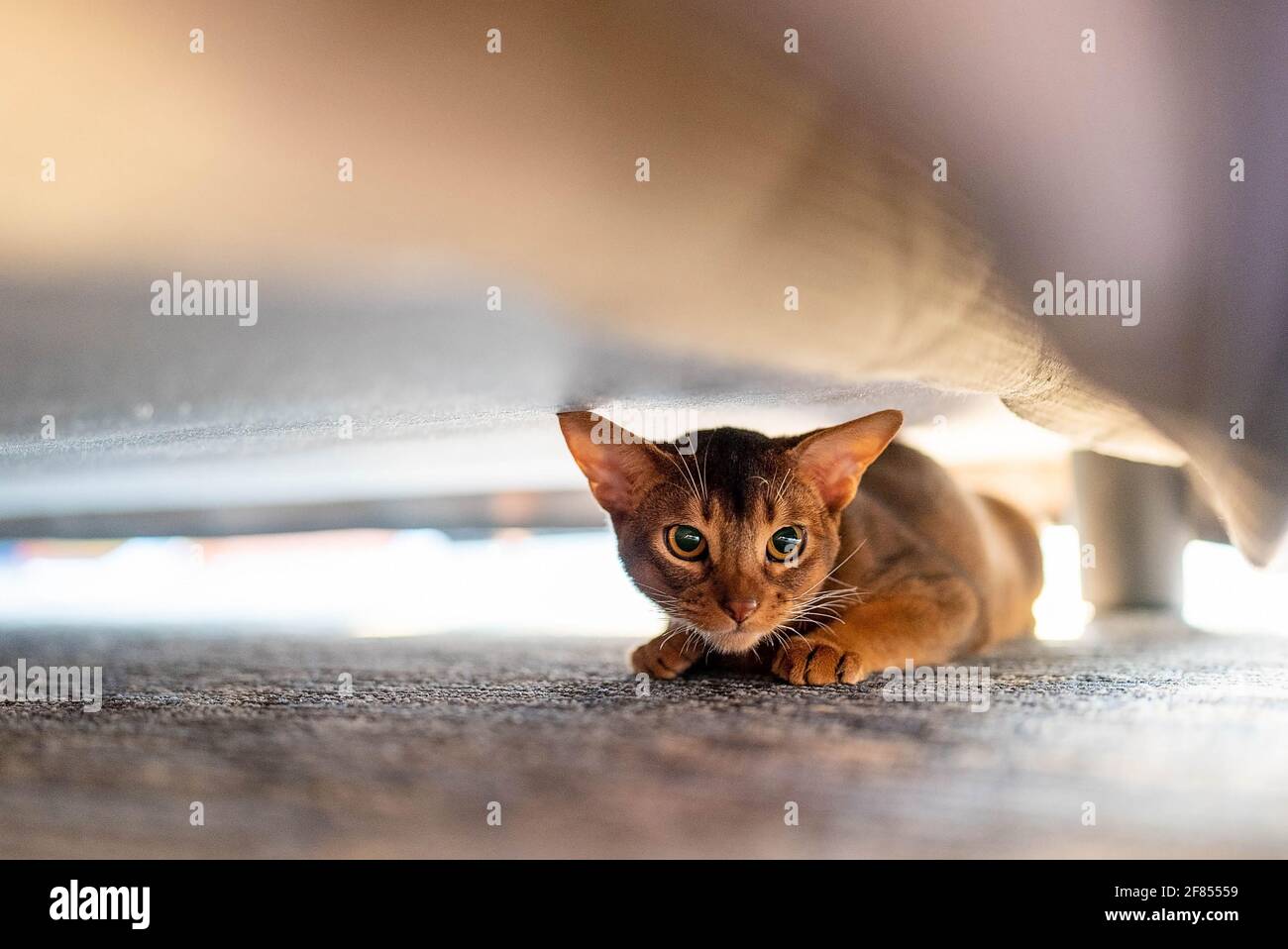 A red cute Abyssinian purebred cat under the bed Stock Photo - Alamy