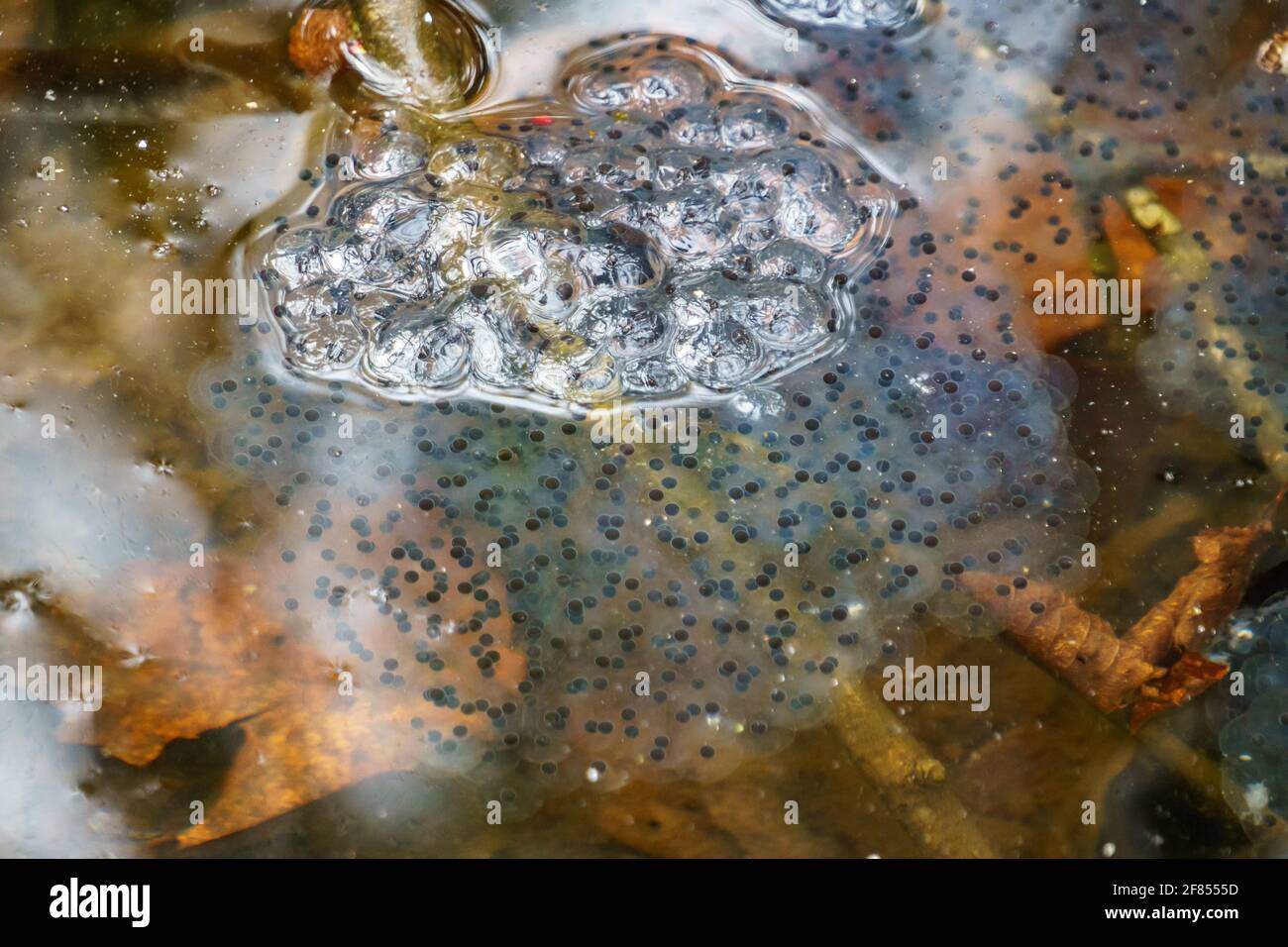 Mass of wood frog eggs in a pond in Spring. Eggs are mostly submerged with a small portion ...