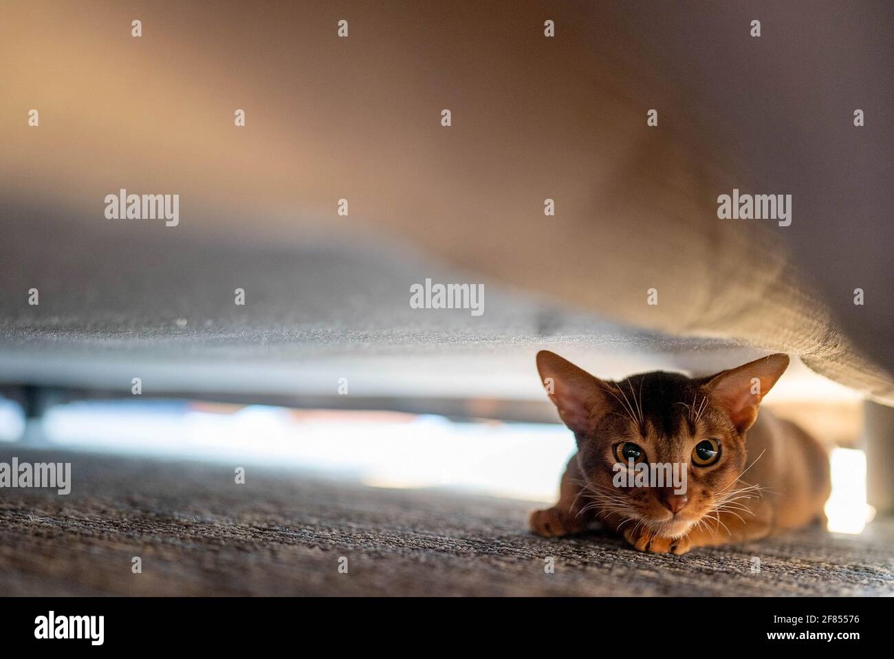 A red cute Abyssinian purebred cat under the bed Stock Photo - Alamy