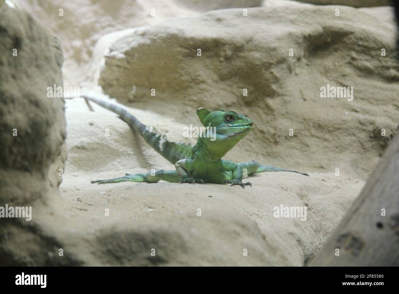 The plumed basilisk (Basiliscus plumifrons), is a large Central ...
