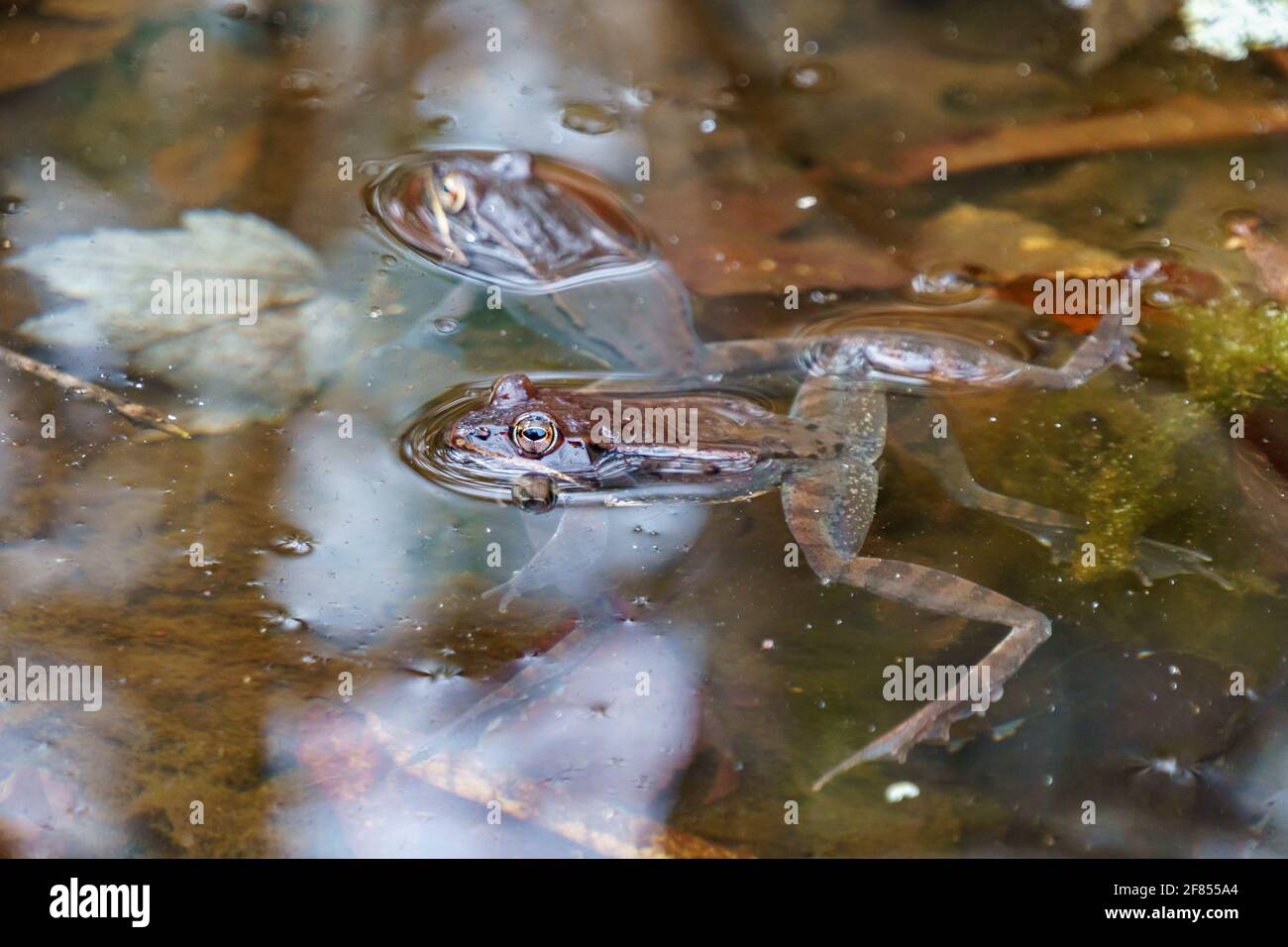 Pair of wood frogs after mating in early Spring. Light reflecting on ...