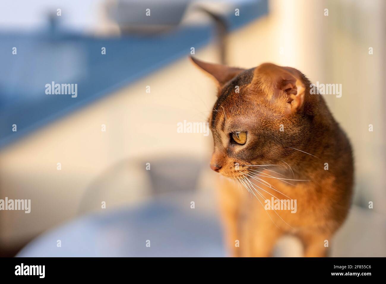 A red cute Abyssinian purebred cat during the daytime Stock Photo - Alamy