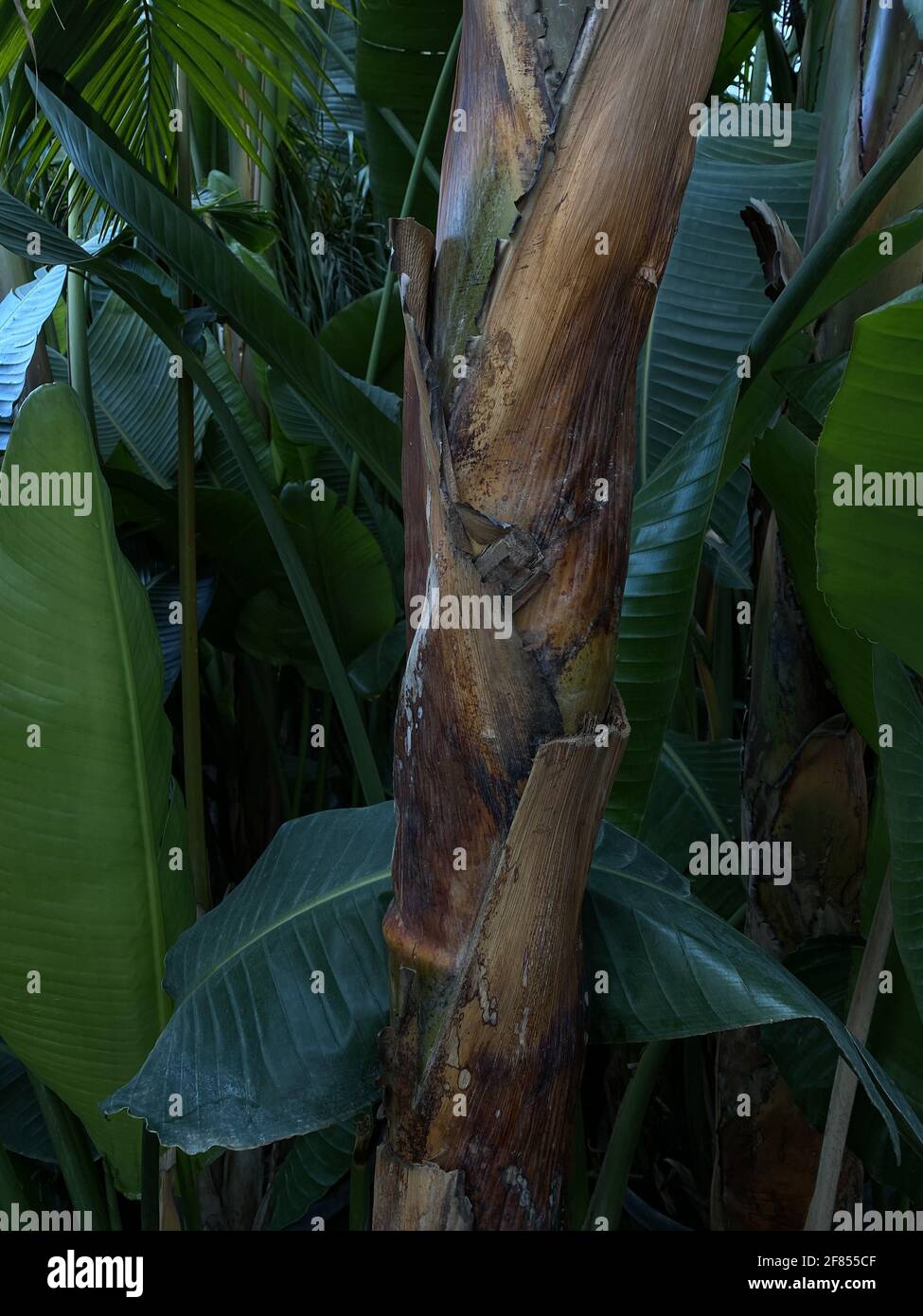 A vertical shot of growing tropical plants and trees Stock Photo - Alamy