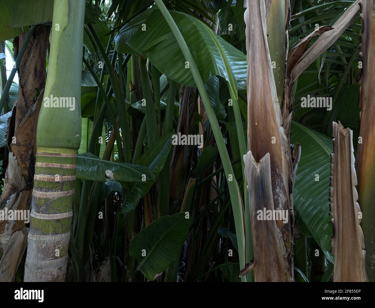 Closeup shot tropical trees hi-res stock photography and images - Alamy