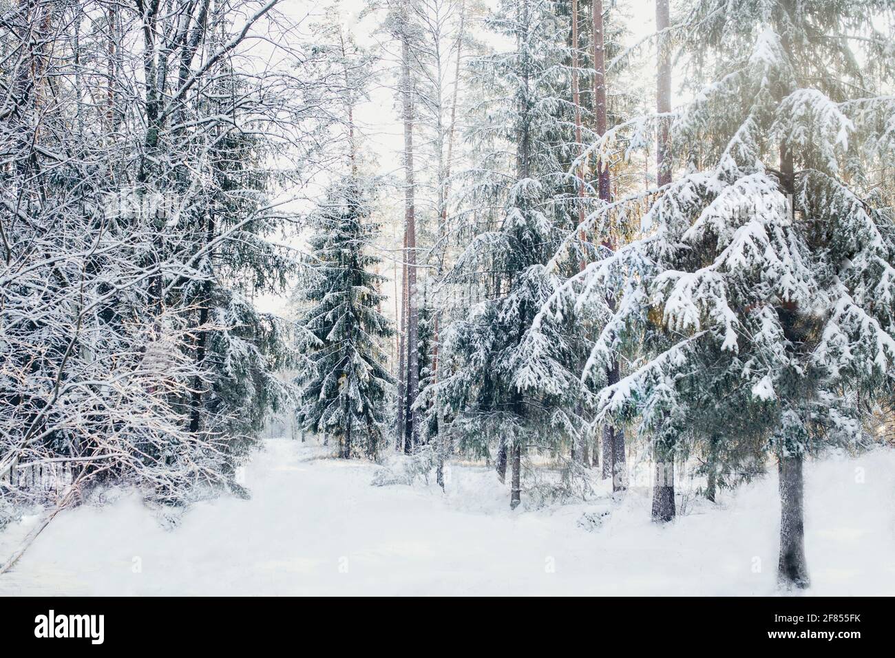 Beautiful forest in winter with snow Stock Photo - Alamy