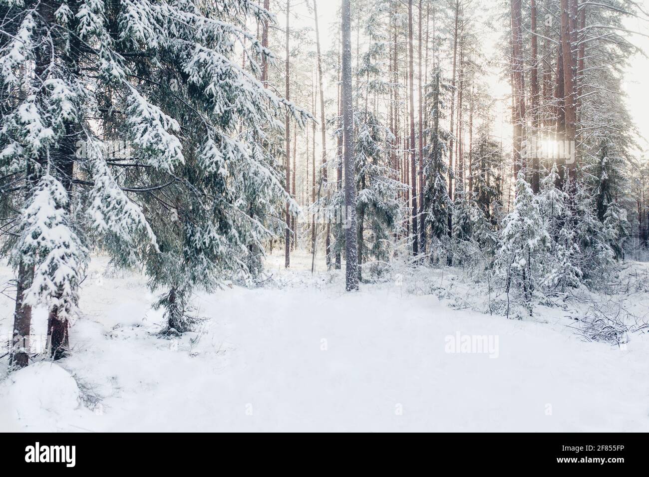 Beautiful forest in winter hi-res stock photography and images - Alamy