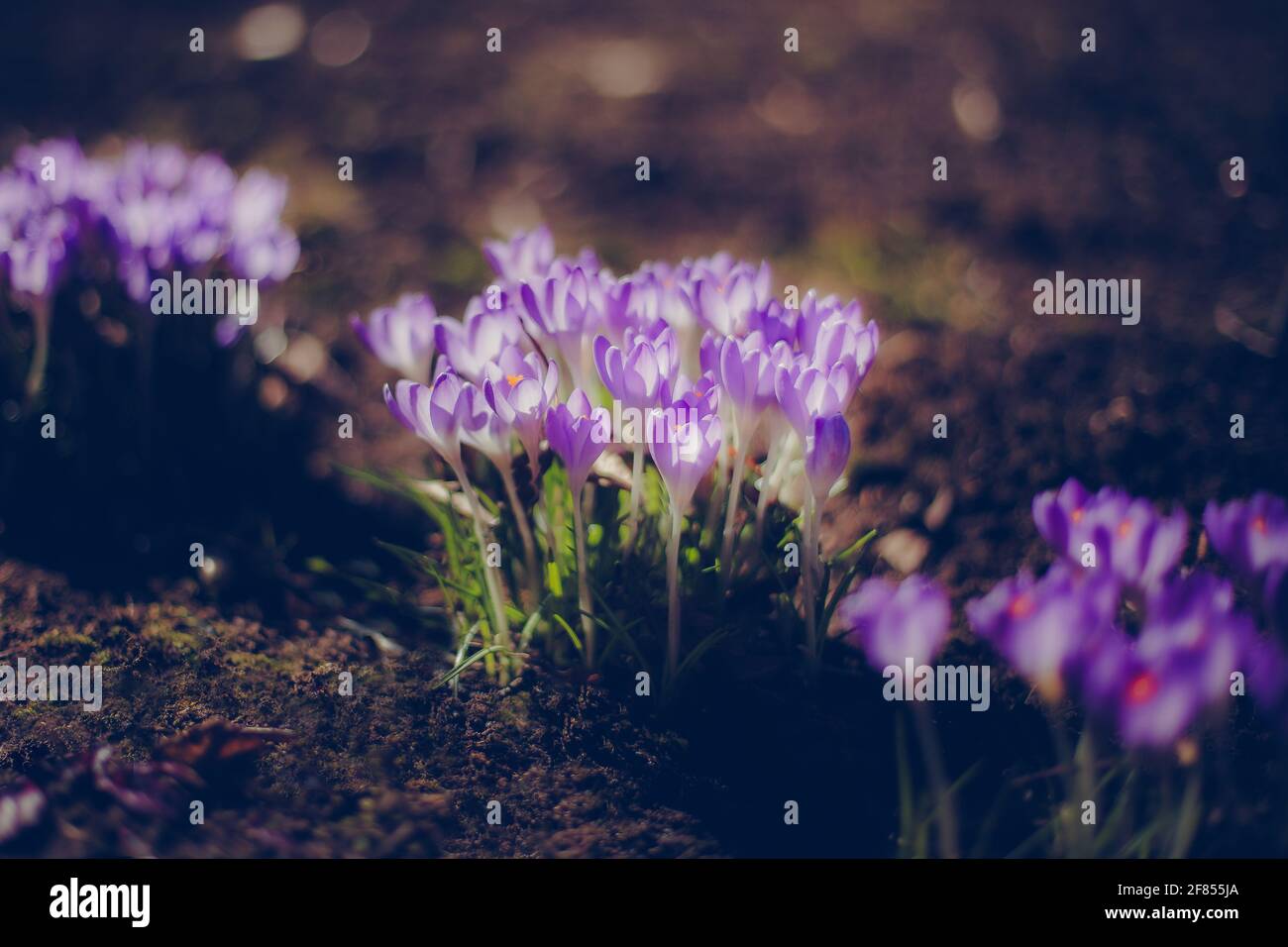 Beautiful spring flowers - crocuses Stock Photo - Alamy