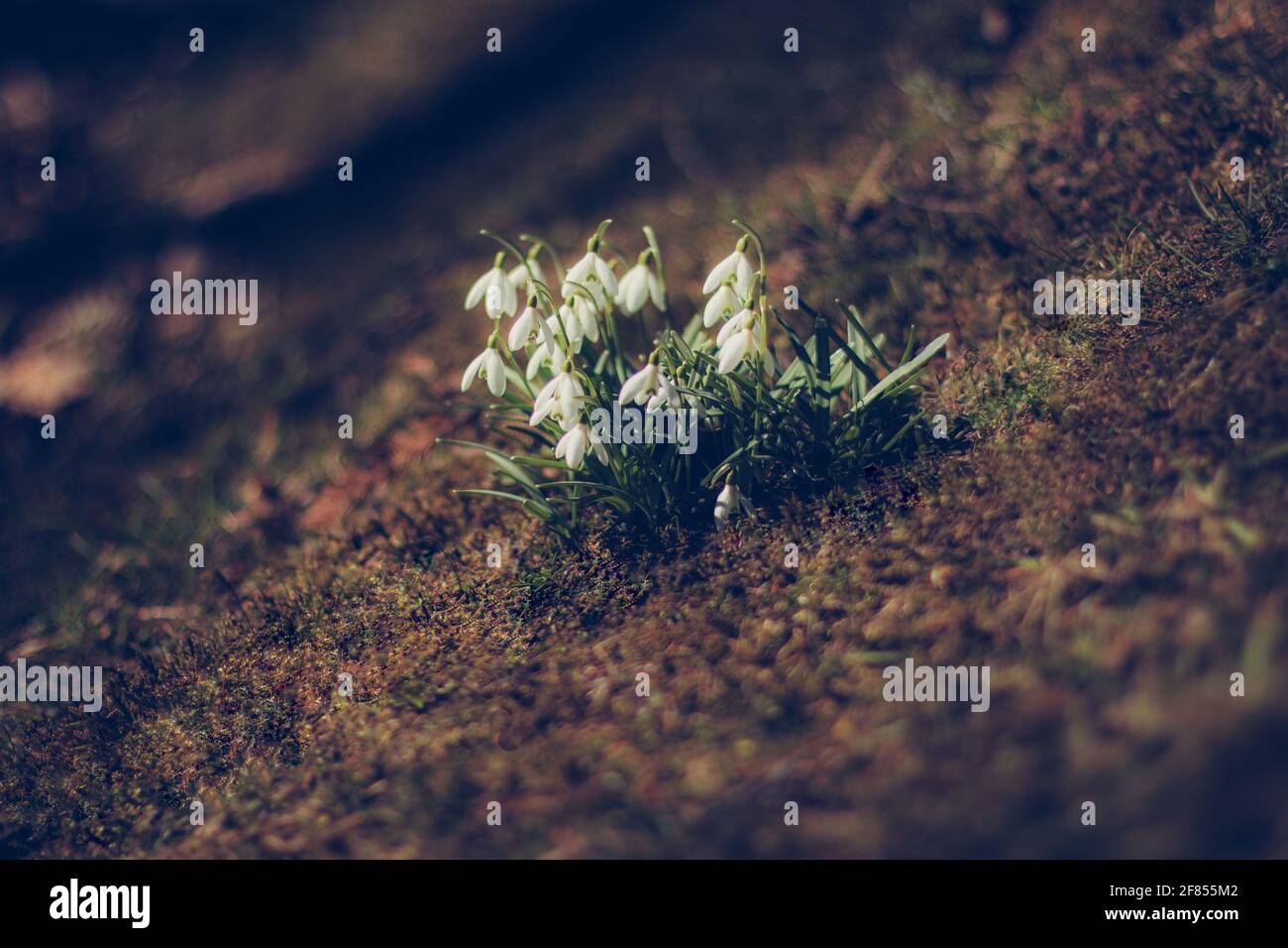 Beautiful spring flowers - snowdrops Stock Photo - Alamy