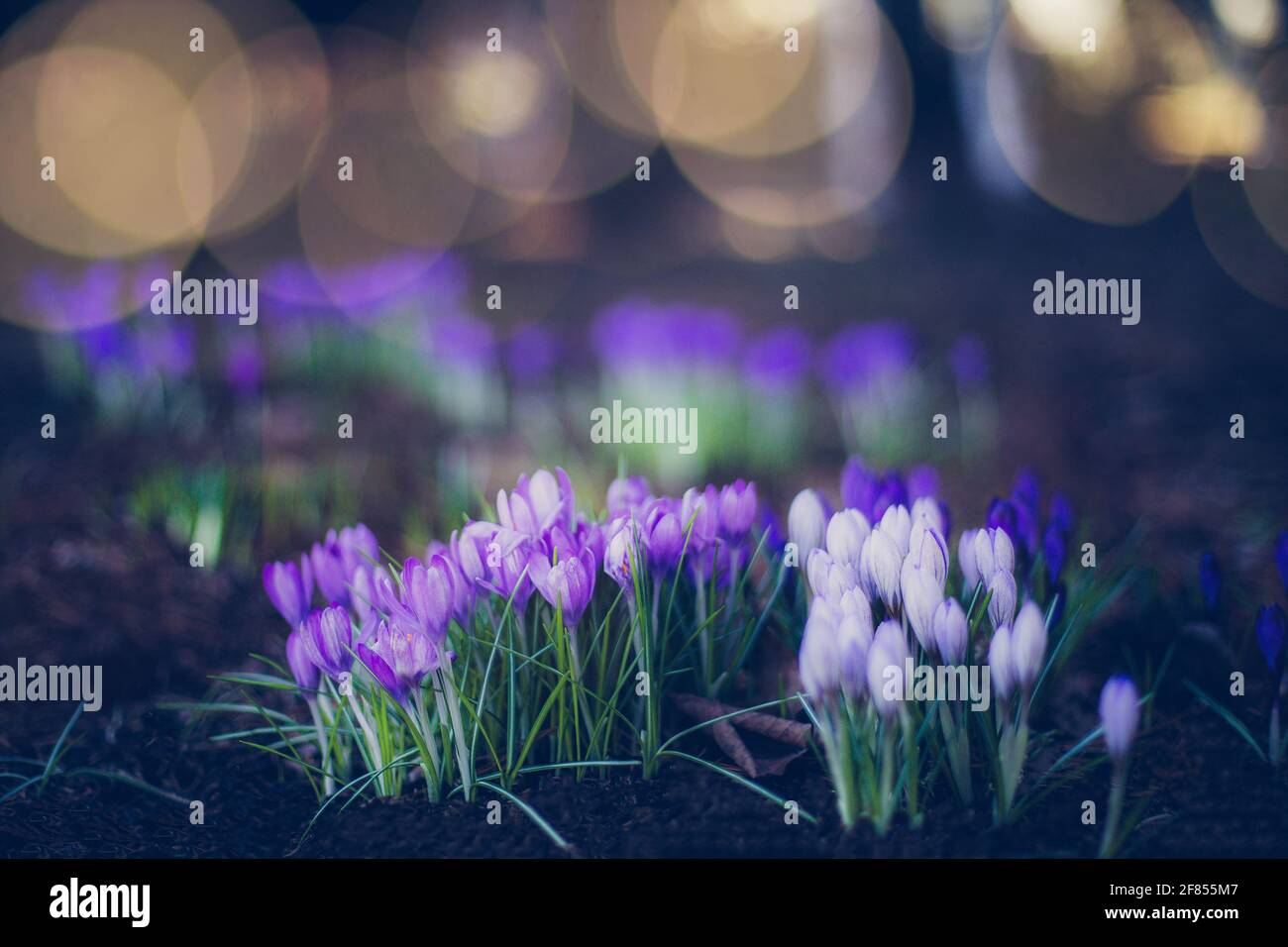 Beautiful spring flowers - crocuses Stock Photo - Alamy