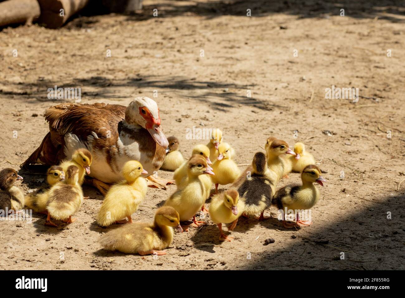 Mother duck with her ducklings. There are many ducklings following the ...