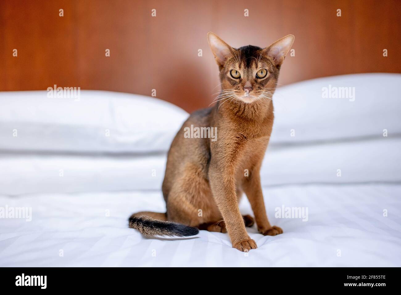 Abyssinian on bed hi-res stock photography and images - Alamy