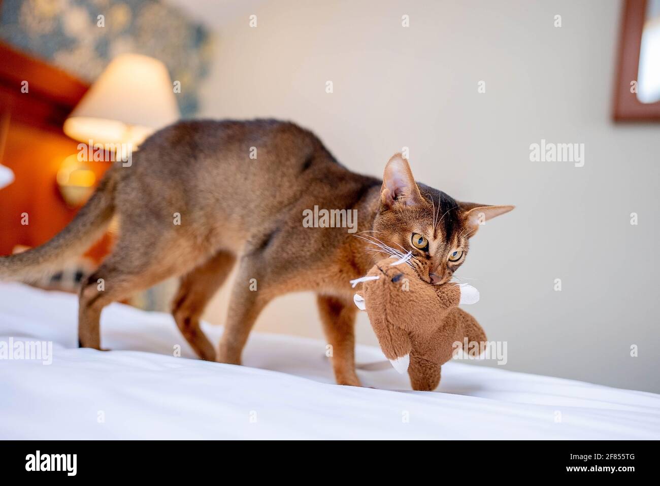 A cute Abyssinian purebred cat playing with a toy on the bed Stock ...
