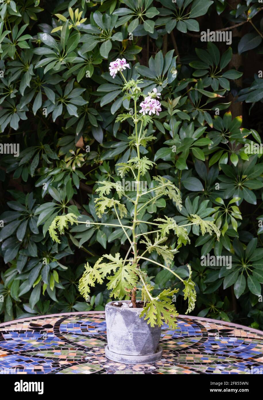 Citronella Plant High Resolution Stock Photography and Images - Alamy