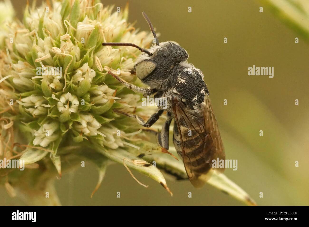 A closeup shot of a male Sharp-tailed or Sharp-bellied cuckoo bee, on a ...