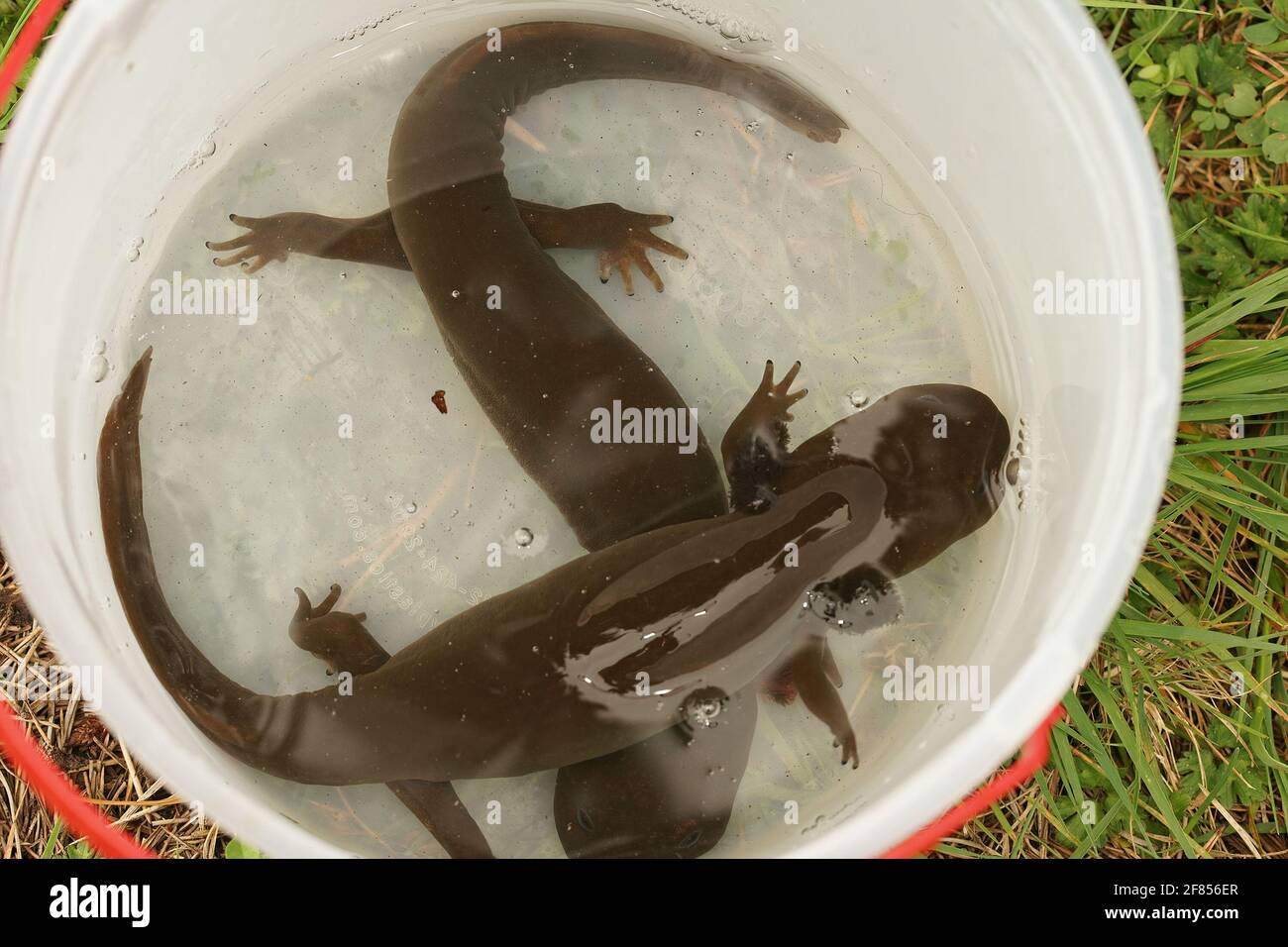 A top view of two very large neotenic adult coastal giant salamanders ...