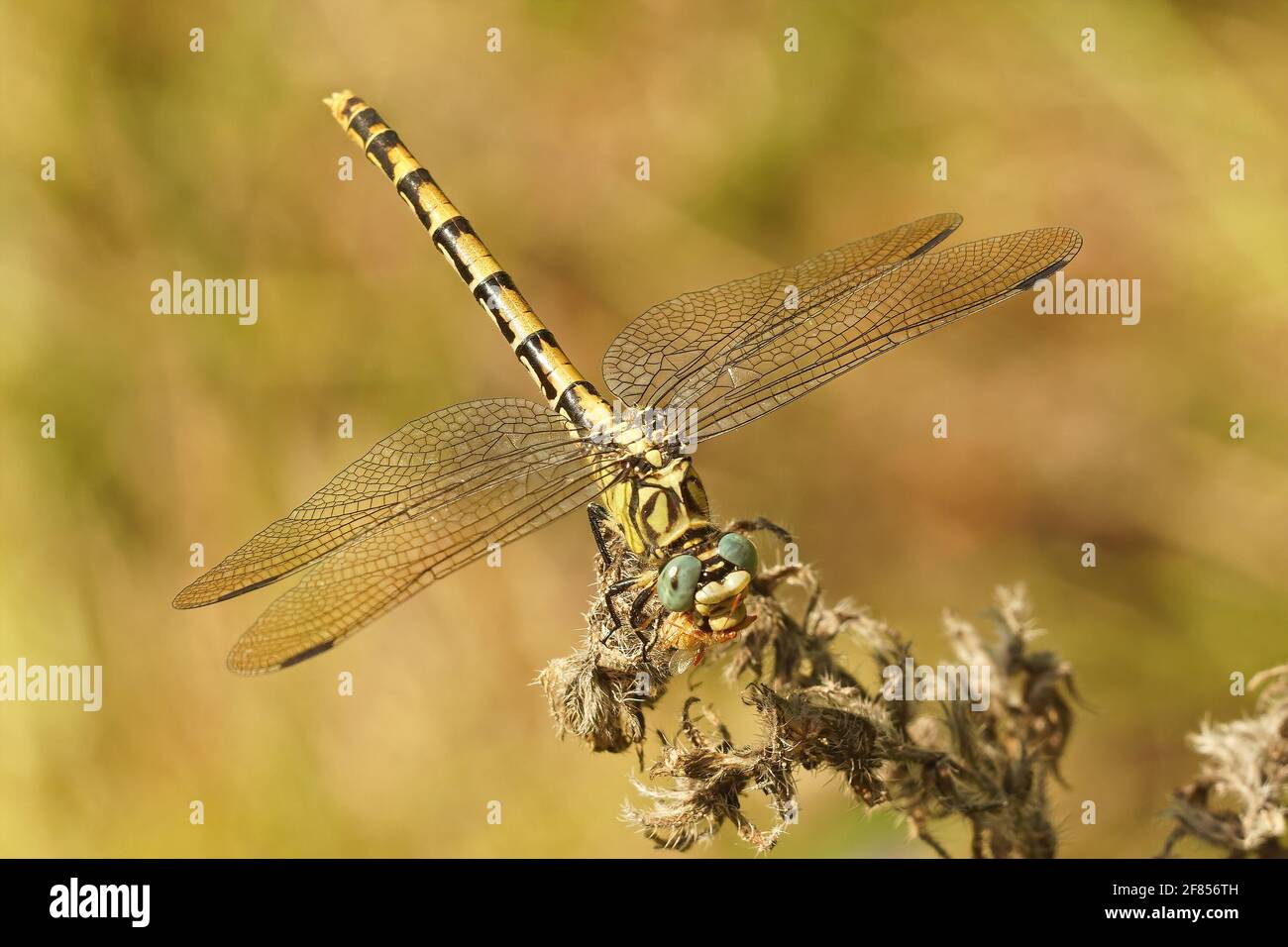 Tail hook hi-res stock photography and images - Alamy