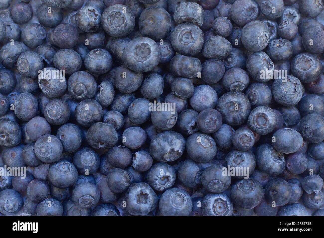 Fresh blueberry background. Texture blueberry berries close up Stock ...