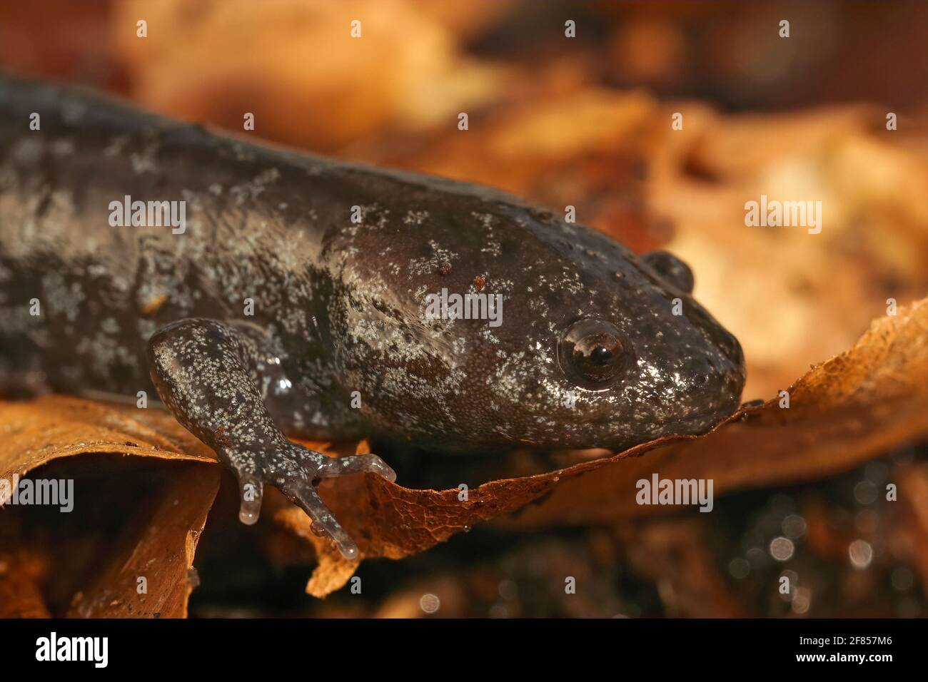 A close-up shot of a juvenile Mole salamander, Ambystoma talpoideum, on ...