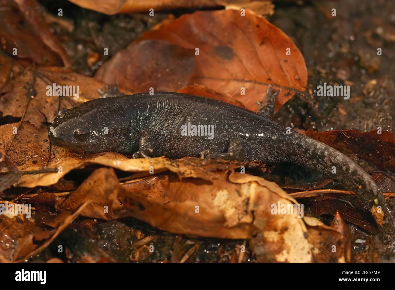 Ambystoma Talpoideum