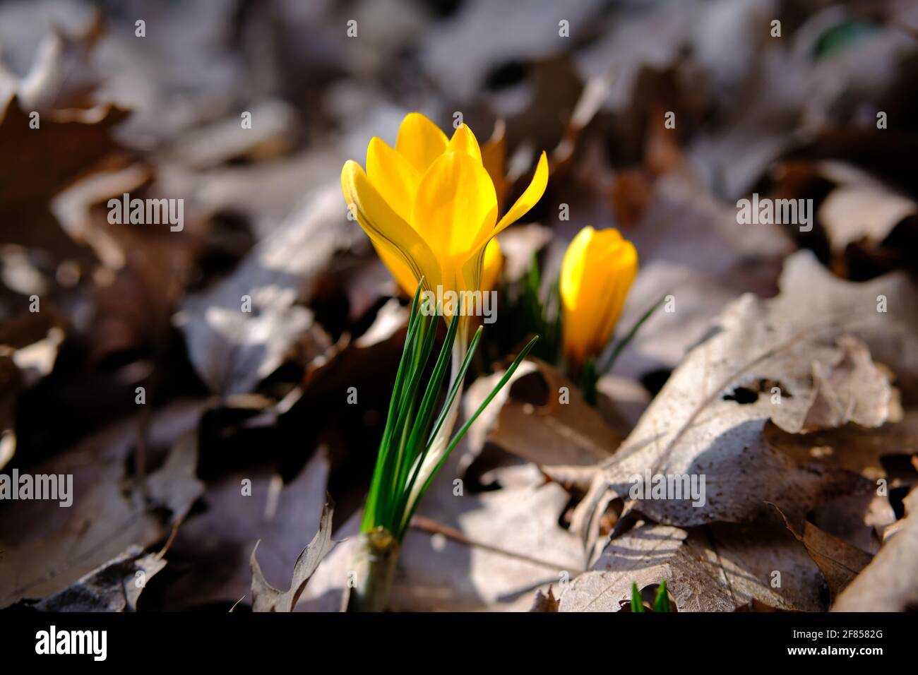 Crocus × luteus 'golden yellow’ hi-res stock photography and images - Alamy