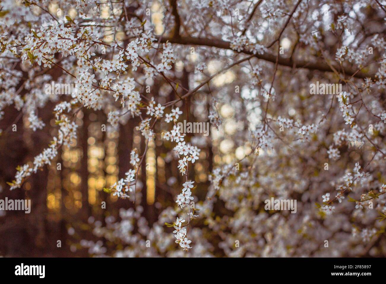 Blooming Tree in Spring. Blooming Buds and Flowers on a Tree Branch ...