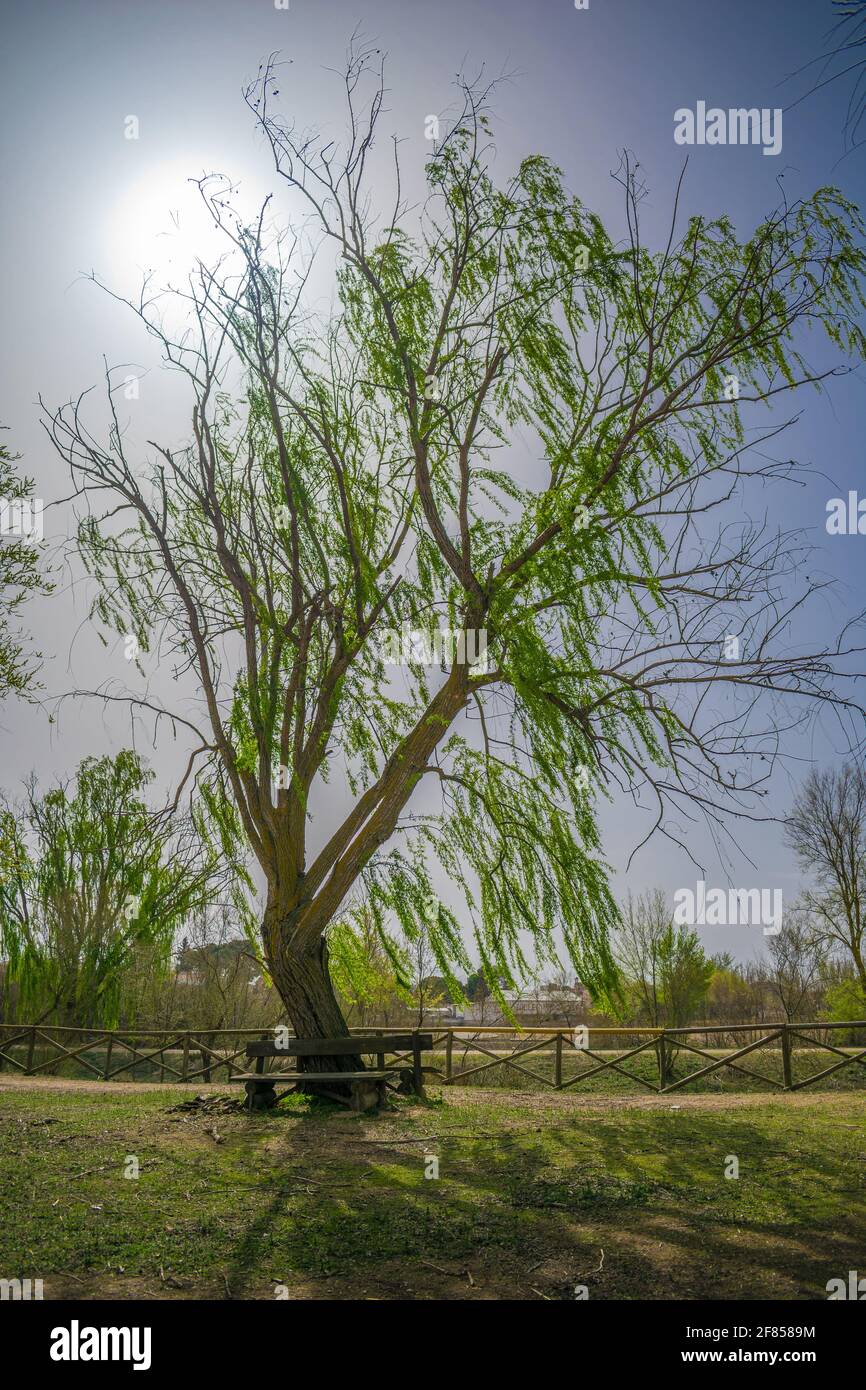 Babylon weeping willow tree hi-res stock photography and images - Alamy