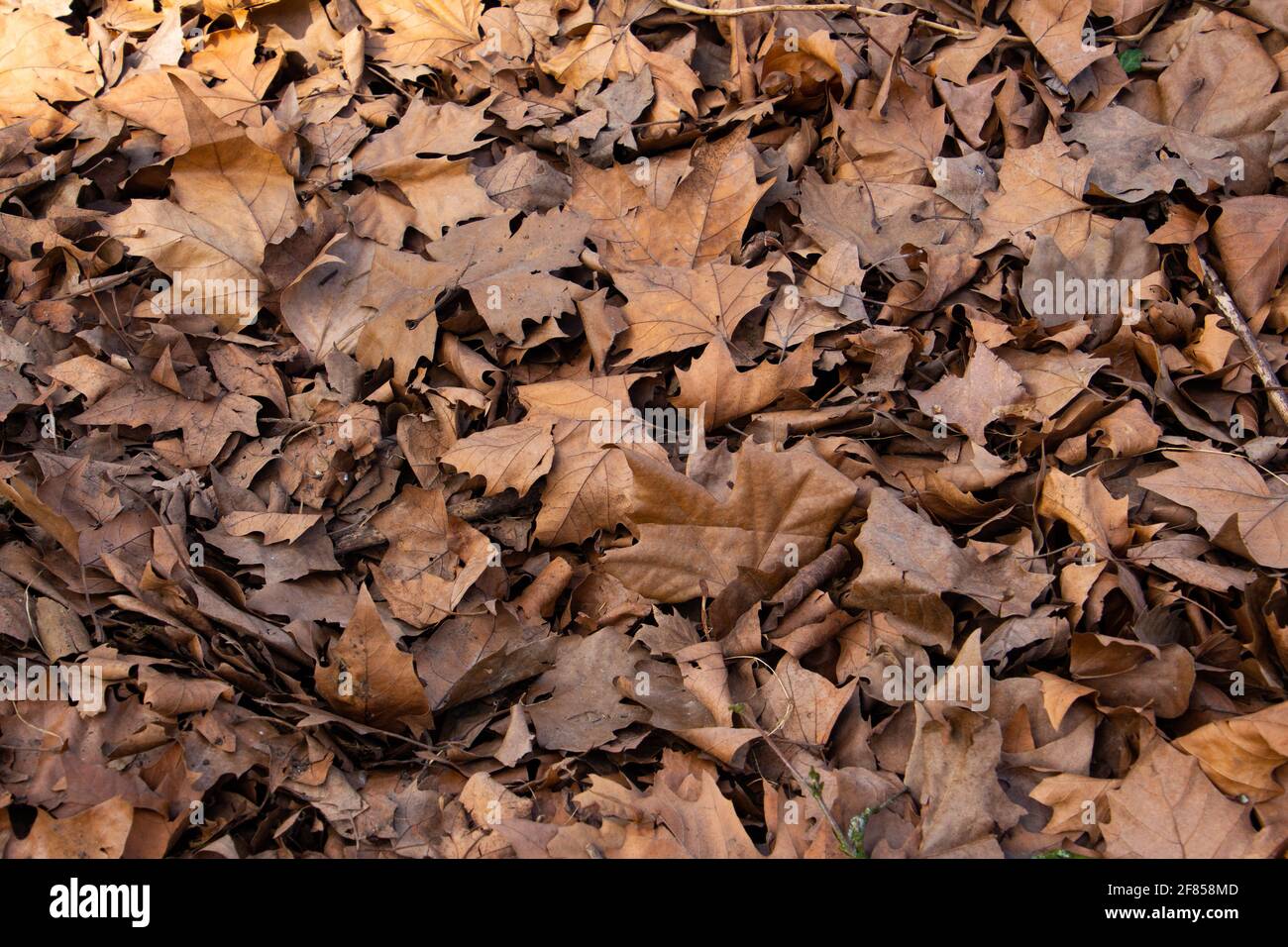 Brown autumn leaves hi-res stock photography and images - Alamy