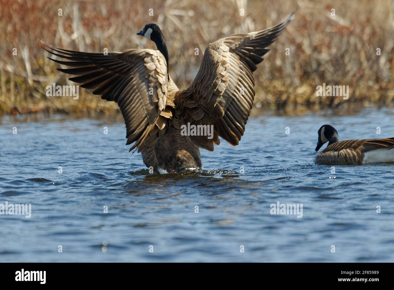 Stretchs hi-res stock photography and images - Alamy