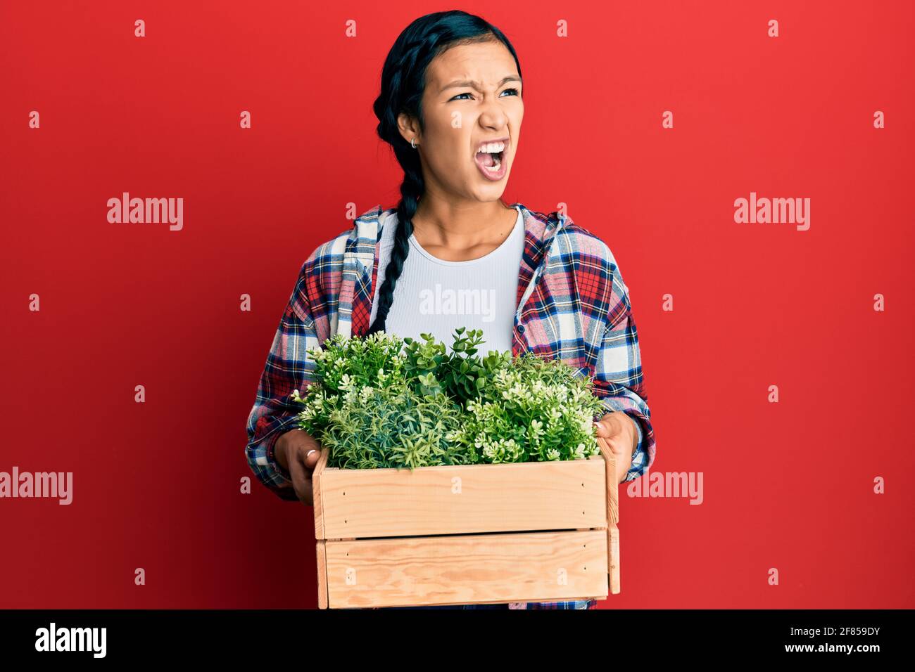 Beautiful hispanic woman holding wooden plant pot angry and mad ...