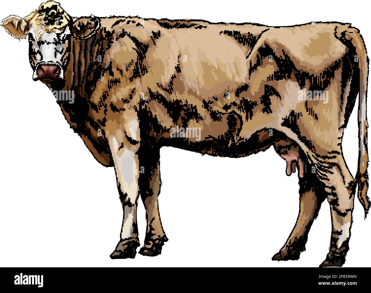 Cattle colored paint Stock Vector Images - Alamy