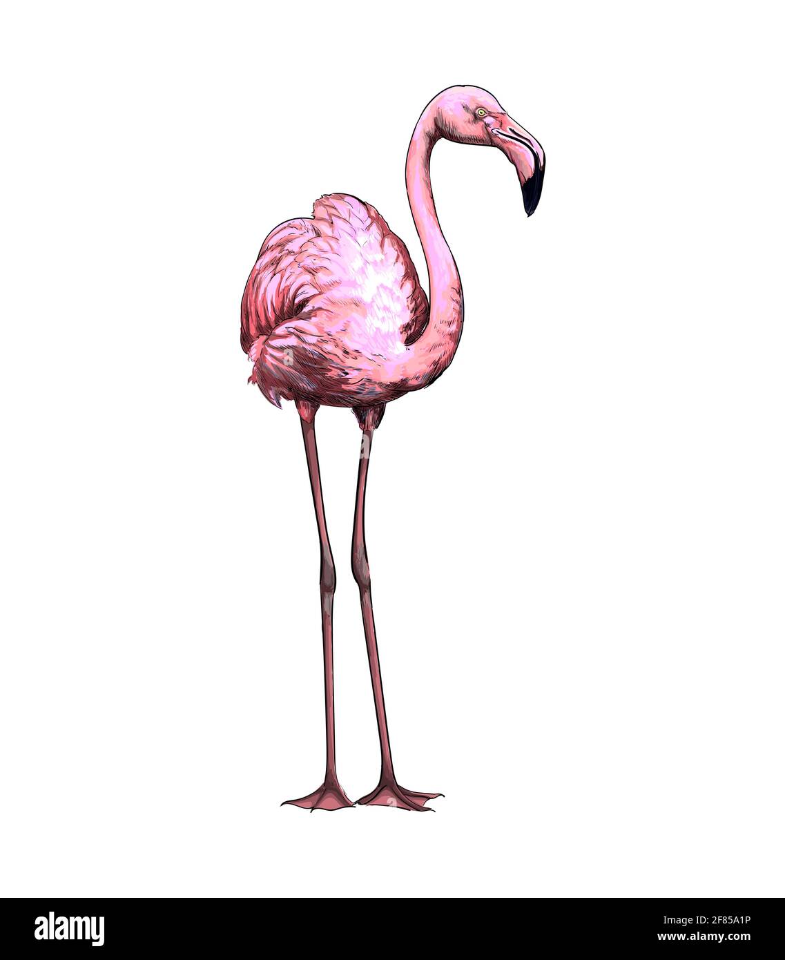 Flamingo Drawing