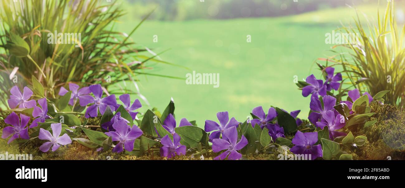 Purple forest flowers, spring background Stock Photo - Alamy