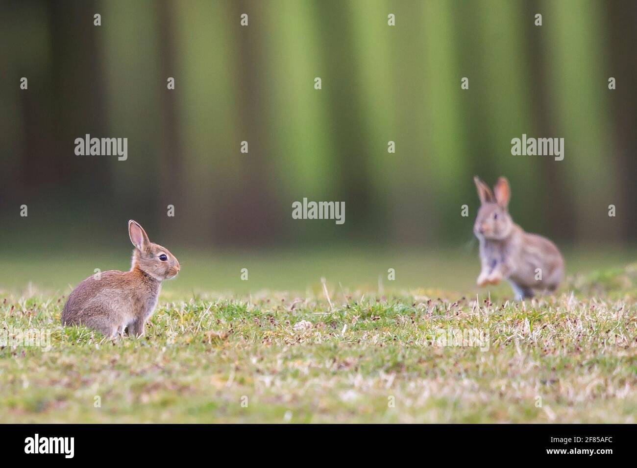 Wild rabbits uk hi-res stock photography and images - Alamy