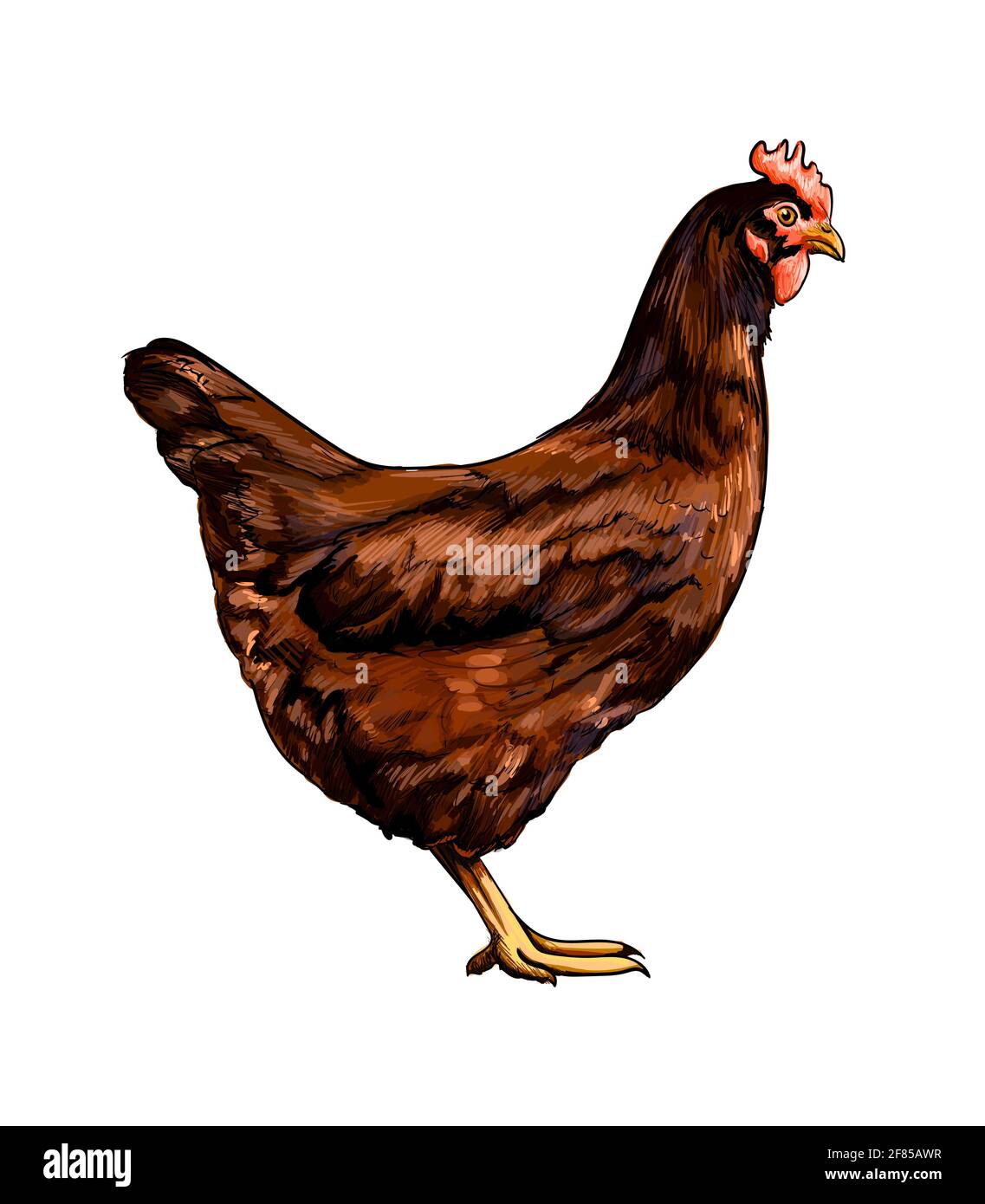 Chicken Images Drawings