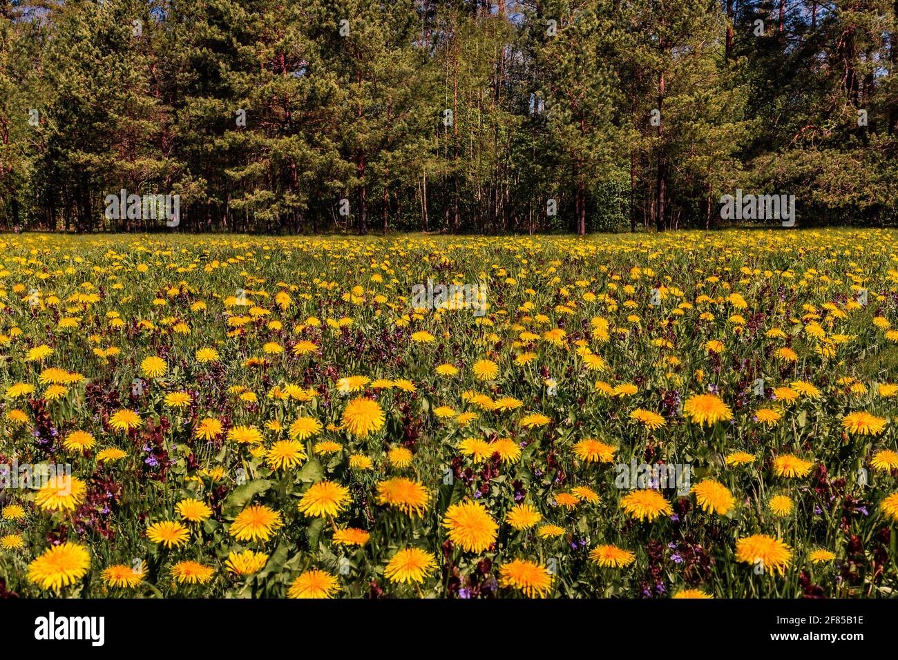 Dandelion field, spring, landscape Stock Photo - Alamy