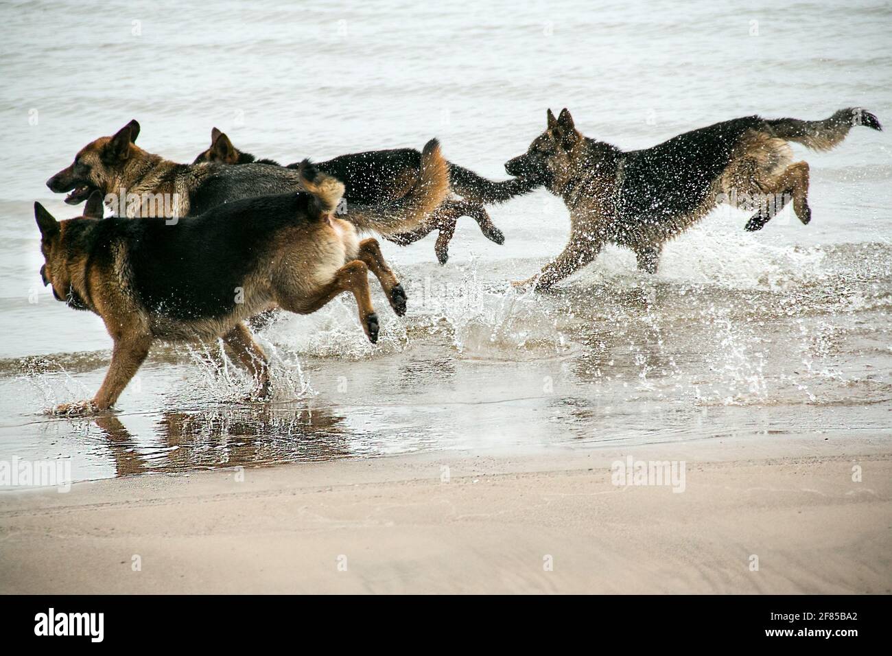 Cute playful german shepherd puppies hi-res stock photography and ...