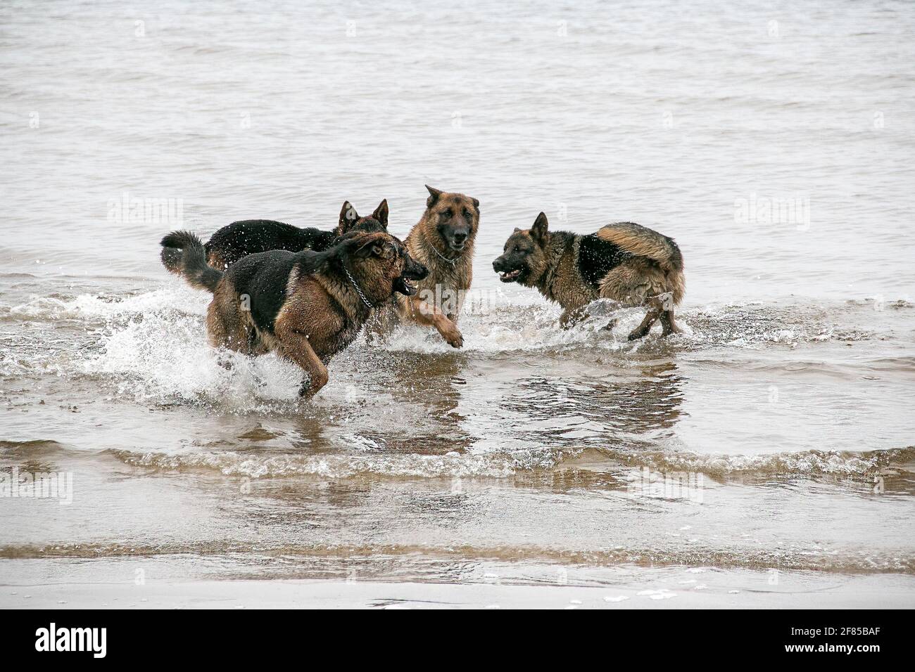 Cute playful german shepherd puppies hi-res stock photography and ...