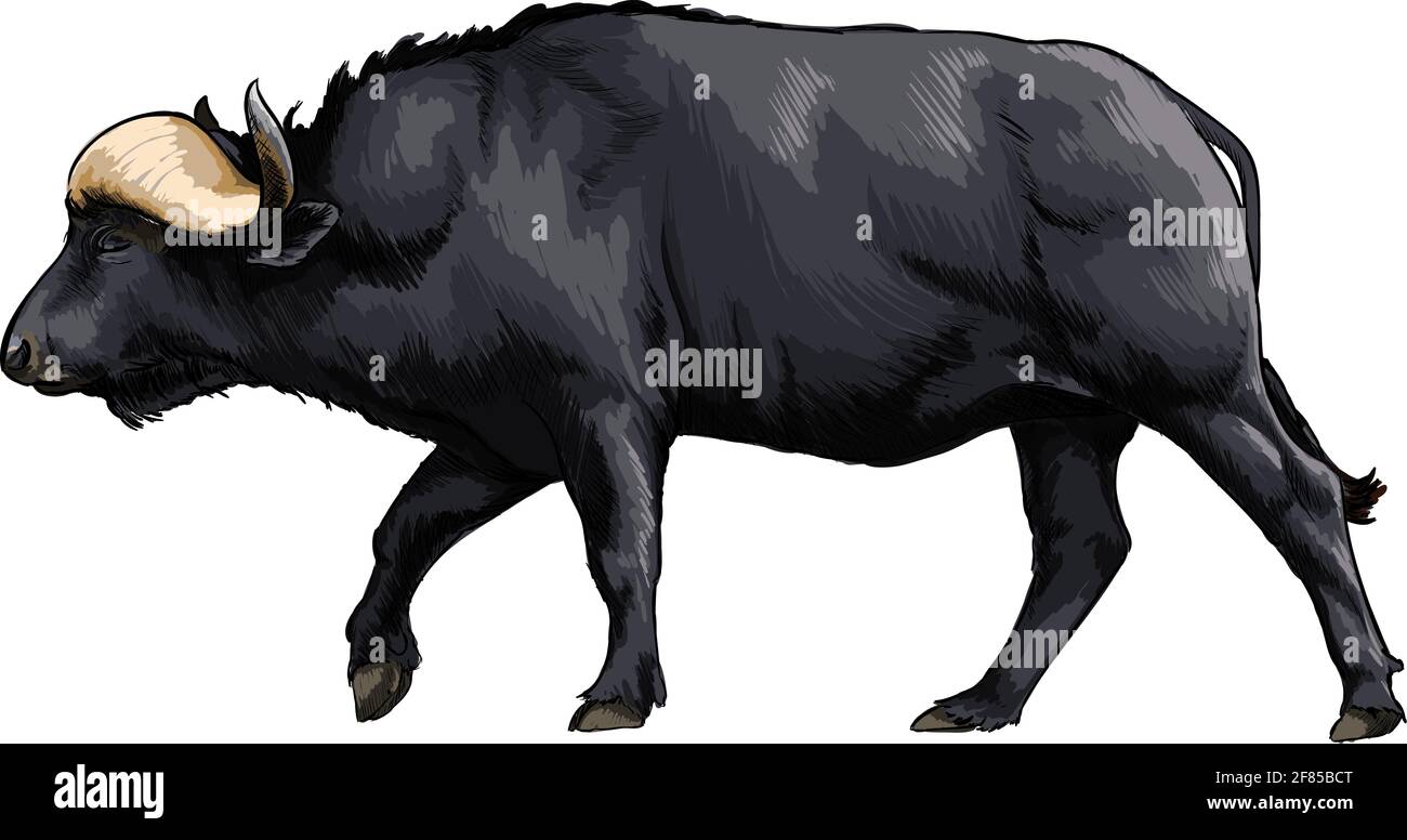 Bison, buffalo from a splash of watercolor, colored drawing, realistic ...