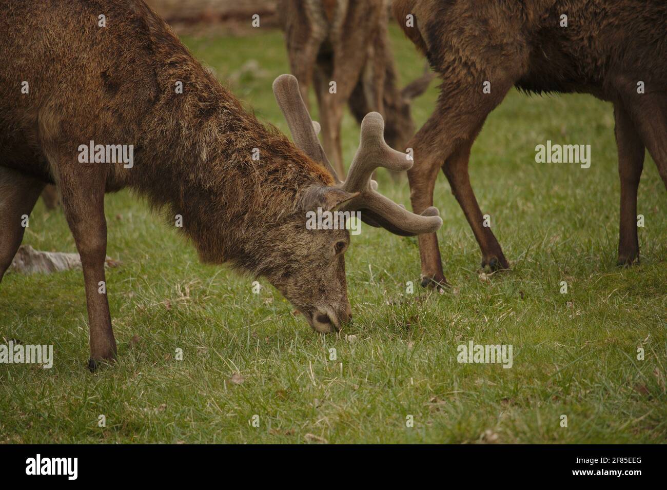 White tail deer stags hi-res stock photography and images - Alamy