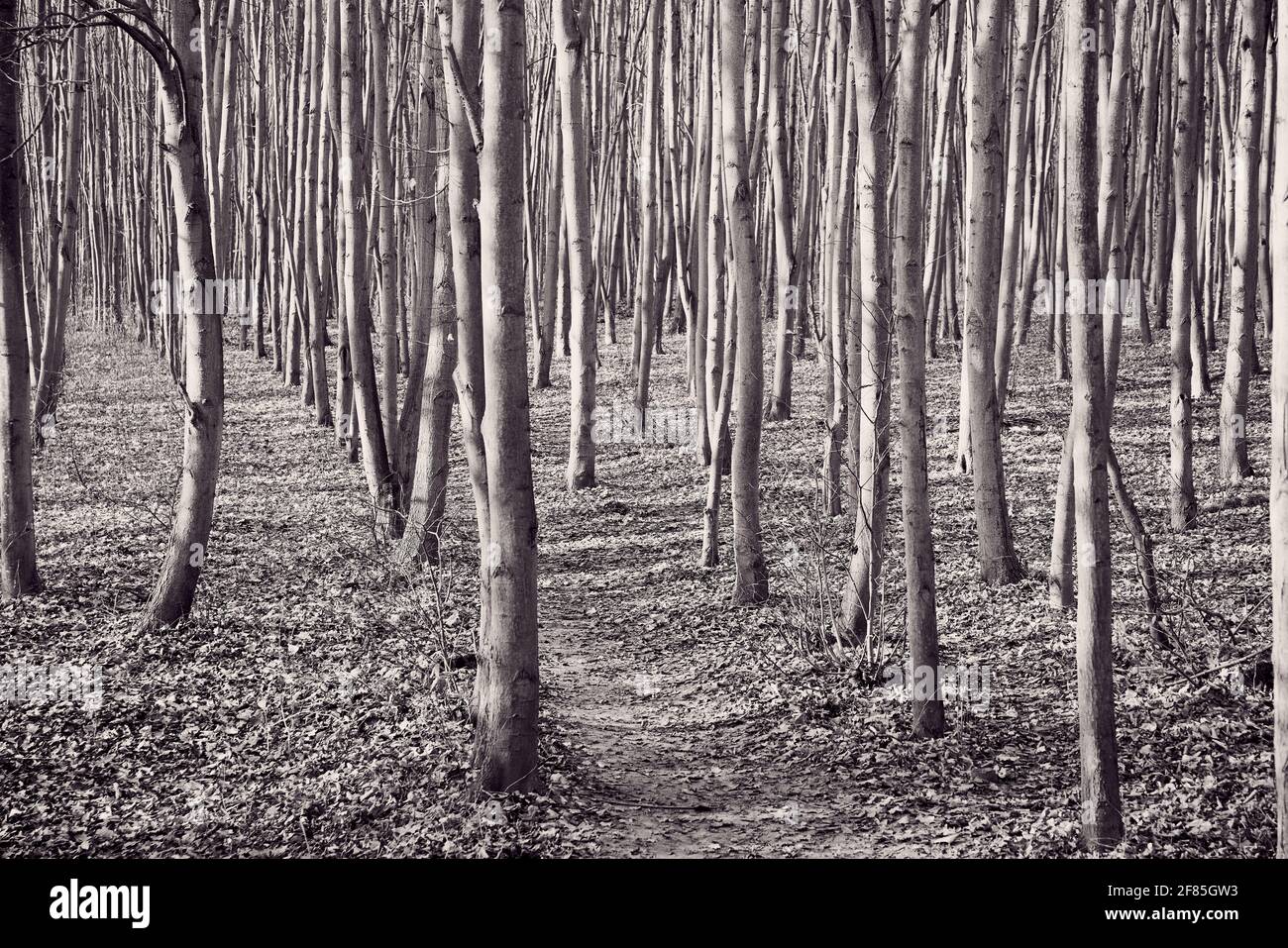 autumn forest of many young trees with a path Stock Photo - Alamy