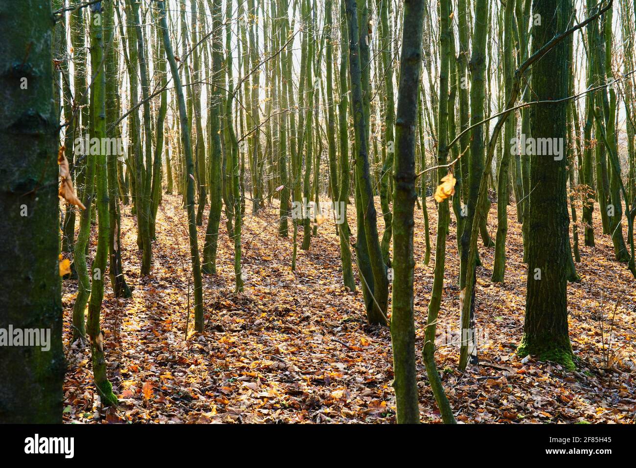 autumn forest of many young trees with a path Stock Photo - Alamy