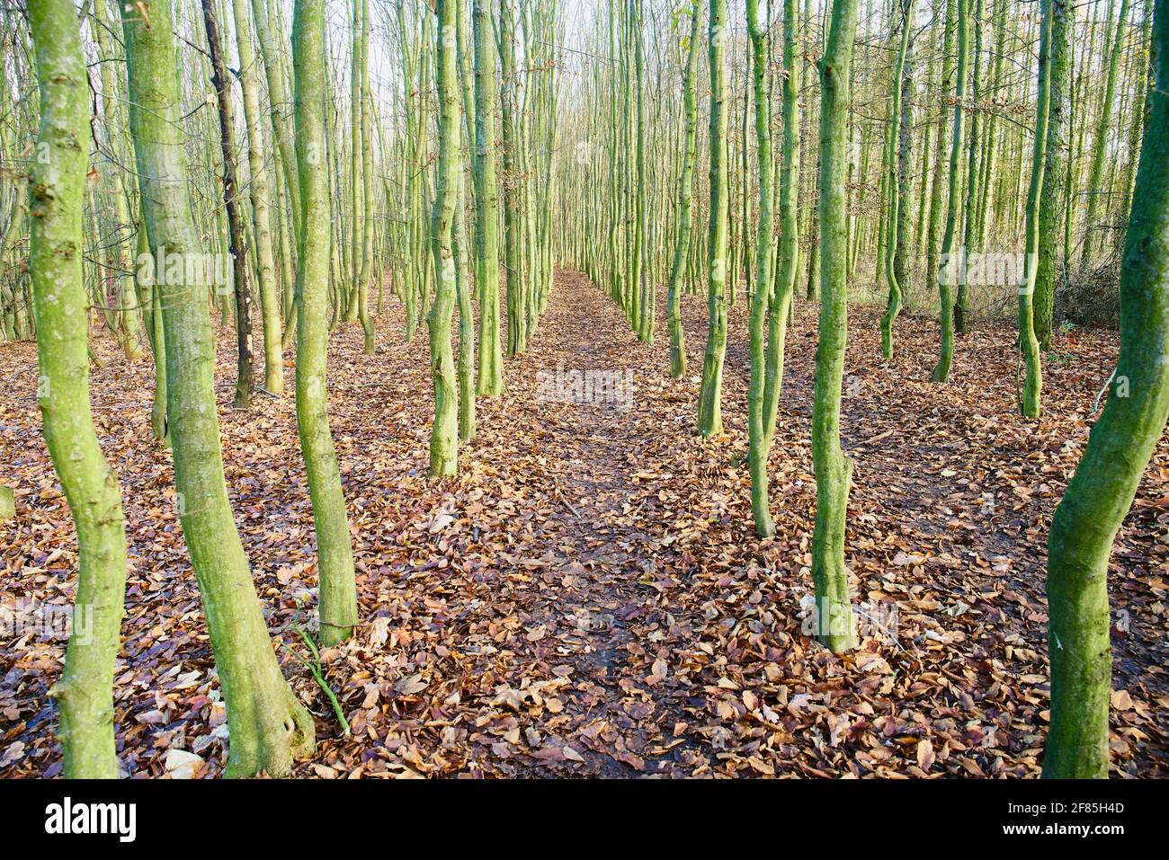 autumn forest of many young trees with a path Stock Photo - Alamy