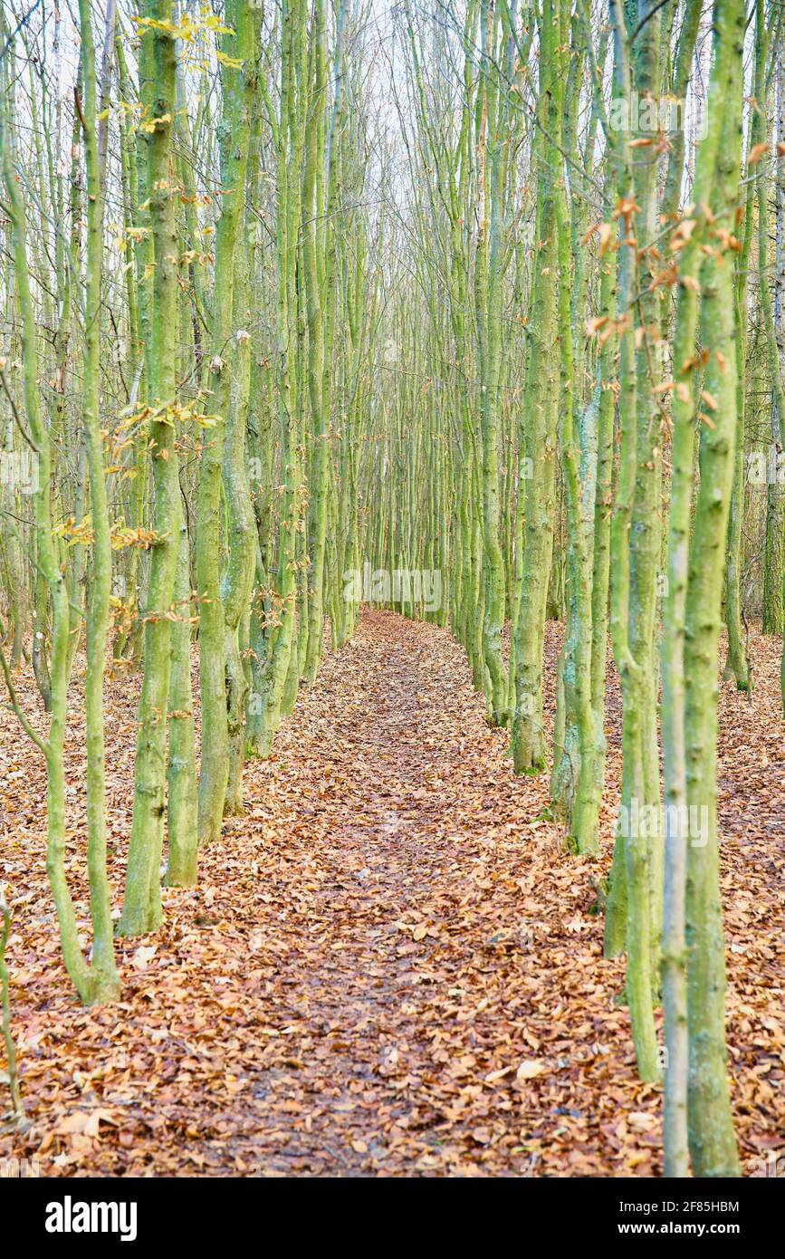 autumn forest of many young trees with a path Stock Photo - Alamy