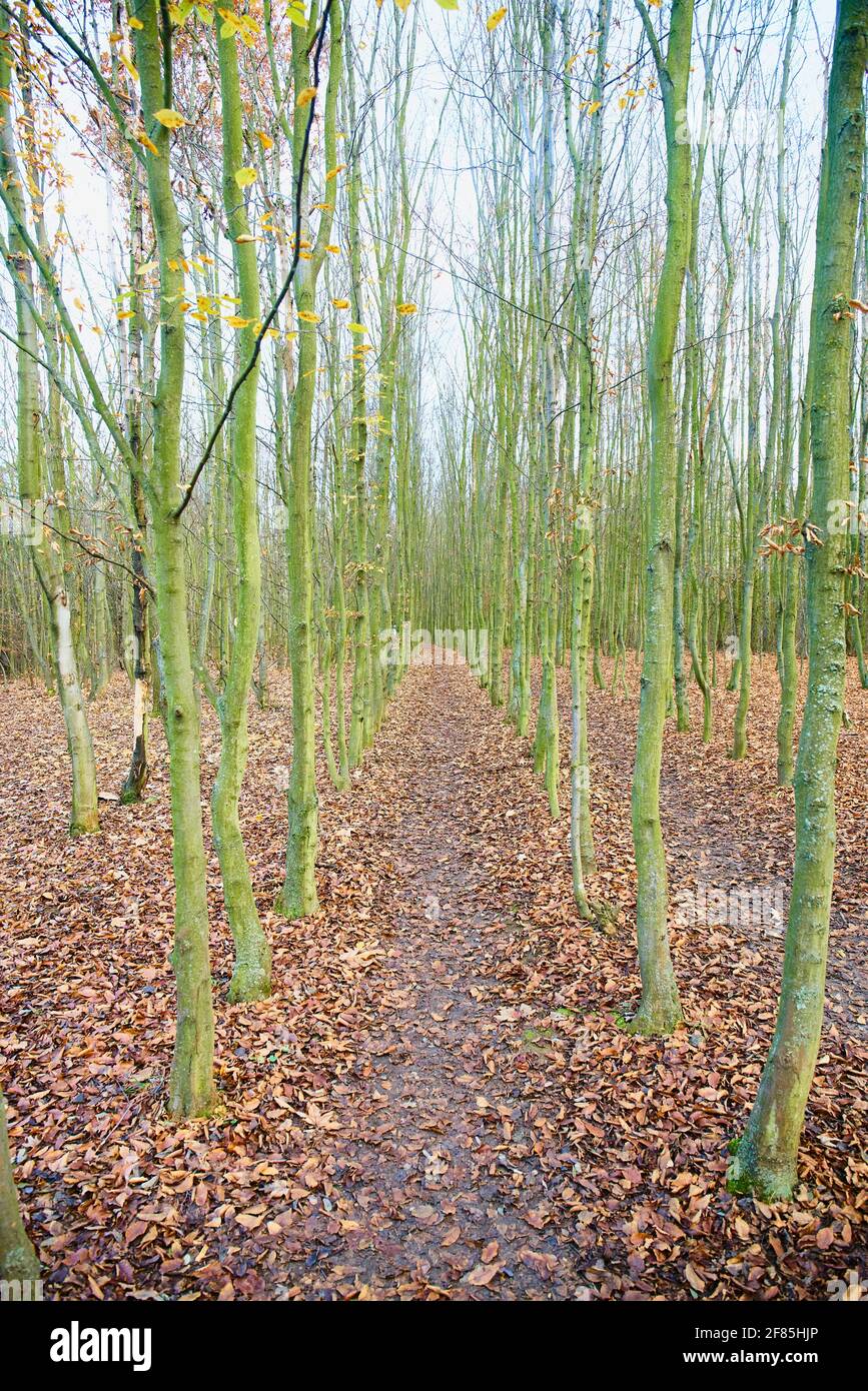 autumn forest of many young trees with a path Stock Photo - Alamy