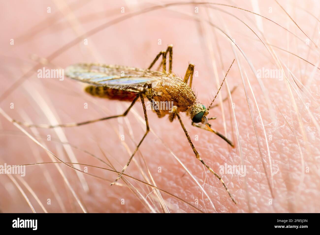 Leishmaniasis, Encephalitis, Yellow Fever, Dengue, Malaria Disease ...