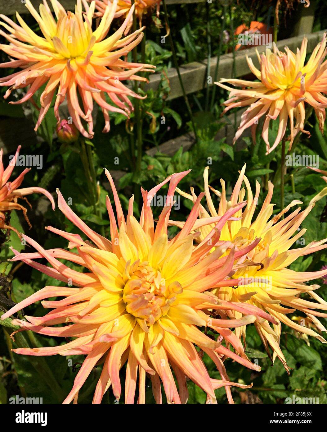 beautiful flower plant wallpaper Stock Photo - Alamy