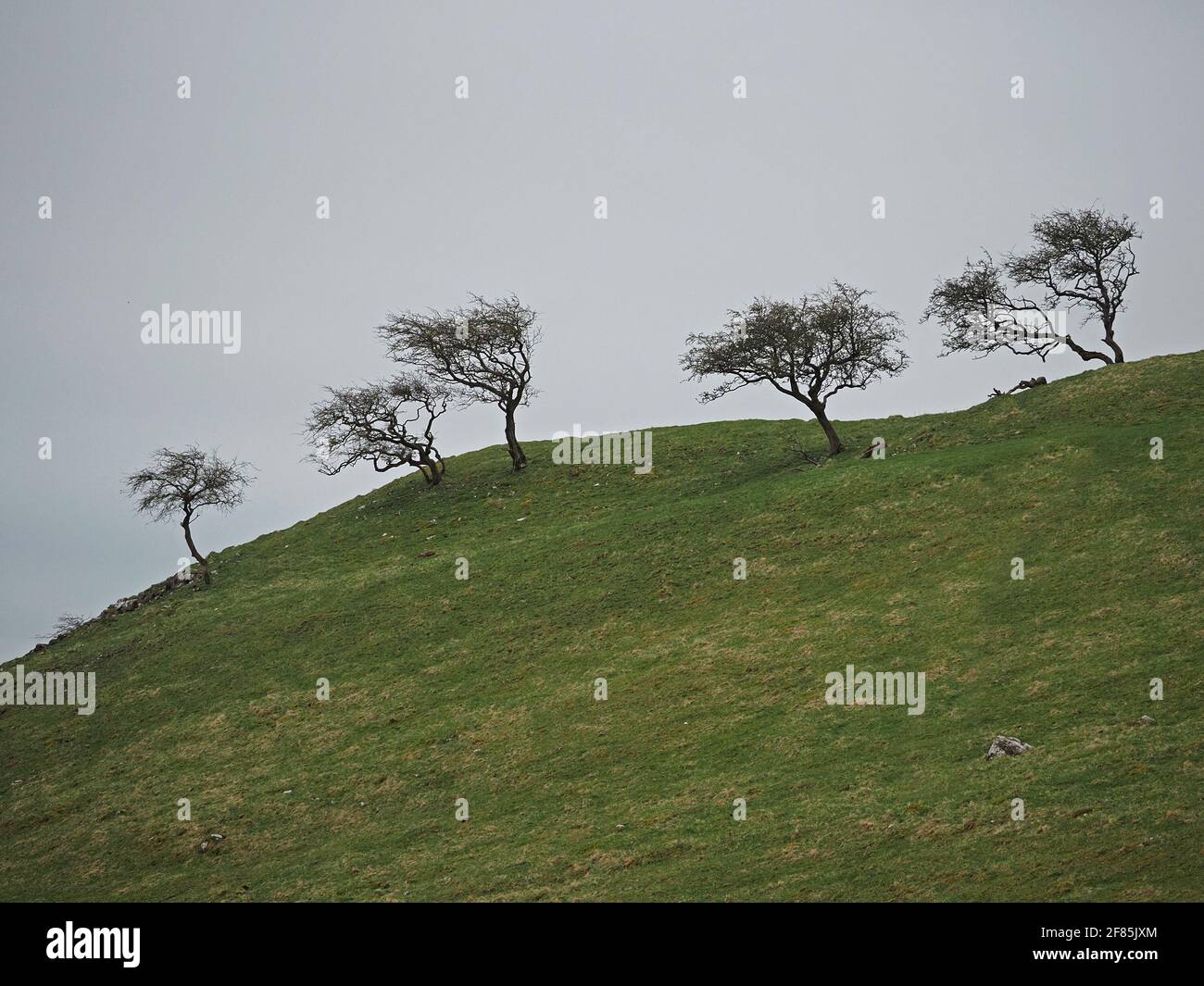 iconic wind-blasted line of hardy Hawthorn Trees (Crataegus monogyna ...