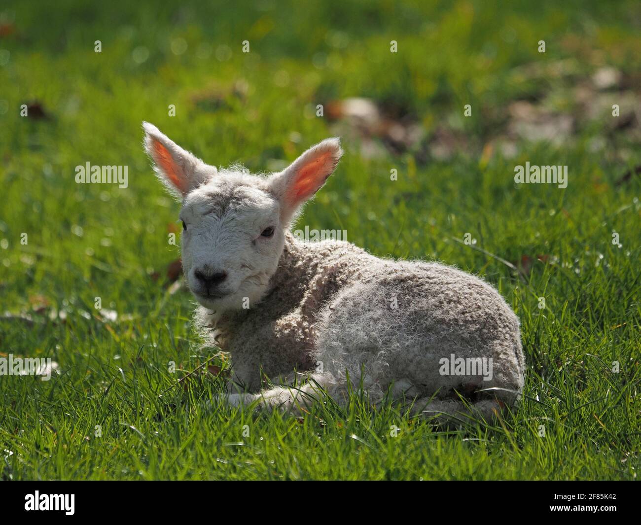 cute little Single white lamb looking vulnerable sitting in grassy ...