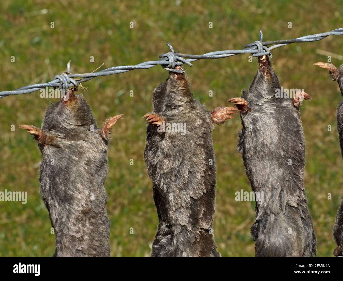 Moles strung up on wire fence hi-res stock photography and images - Alamy